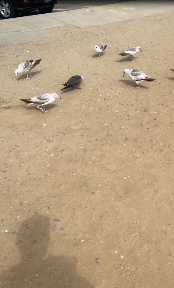 Seagull Feeding 166 | Seagull Feeding Wiki | Fandom