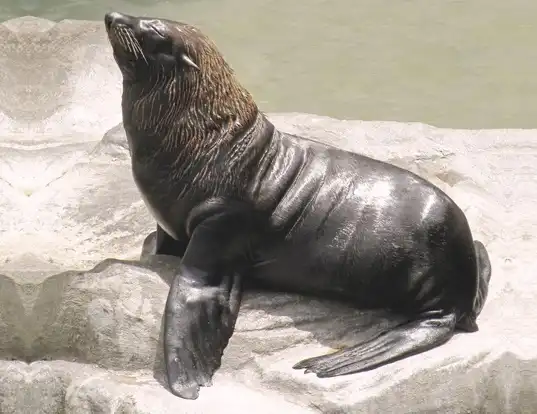 South American fur seal | Seals Wiki | Fandom