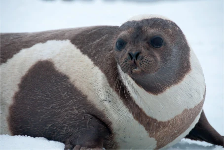 Ribbon seal | Seals Wiki | Fandom