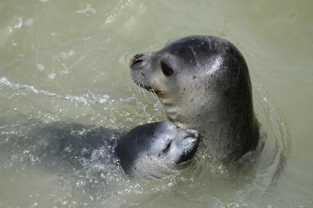 Mediterranean monk seal | Seals Wiki | Fandom