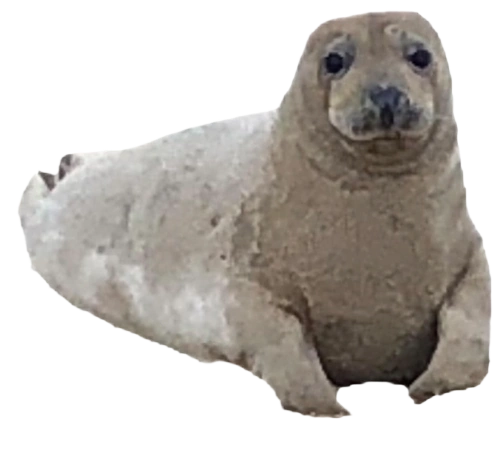 Harp seal | Seals Wiki | Fandom