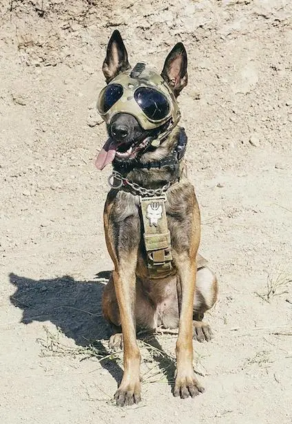 Pepper | SEAL Team Wiki | Fandom