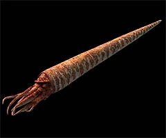 Giant Orthocone | Sea Monsters Wiki | Fandom