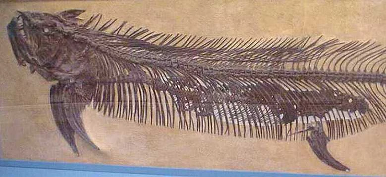 Xiphactinus | Sea Monsters Wiki | Fandom