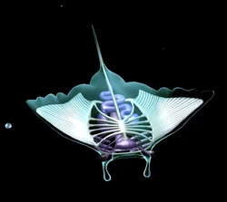 Anahera | Wiki Seashine | Fandom