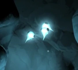 Mapura | Wiki Seashine | Fandom