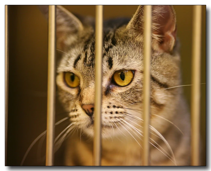 Seattle Animal Shelter | Seattle Wiki | Fandom