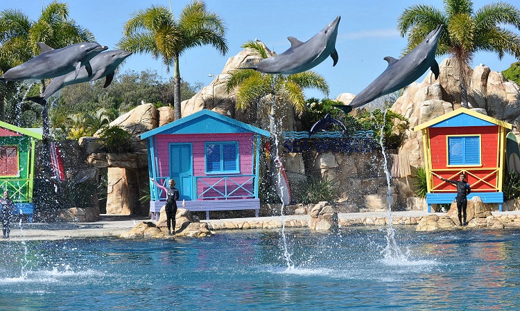 Seaworld Dolphin Show