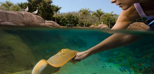 Ray Reef | SeaWorld Gold Coast Australia Wikia | Fandom