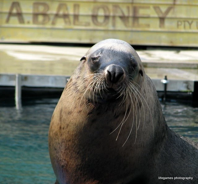 Seal Harbour | SeaWorld Gold Coast Australia Wikia | Fandom