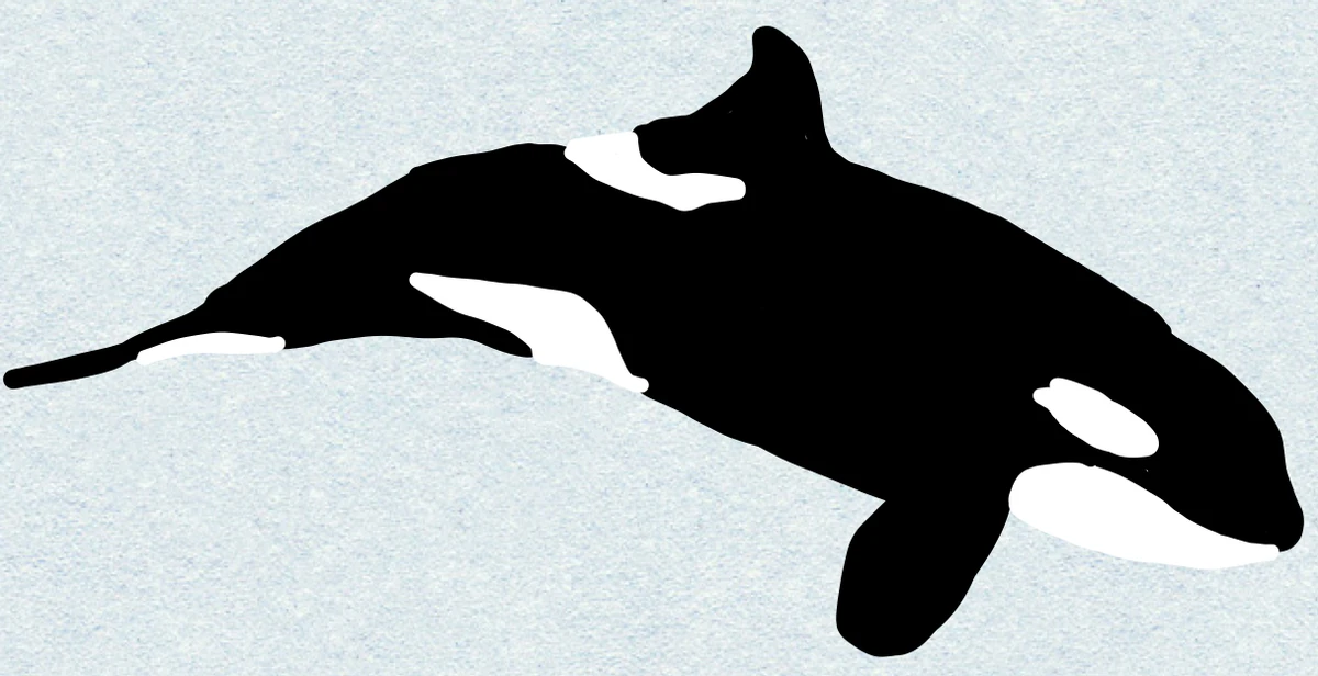 Sunny | SeaWorld London,United kingdom Wiki | Fandom