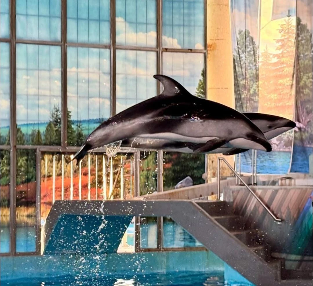 Pacific White-Sided Dolphin Information | SeaWorld Marine Mammal Wiki ...