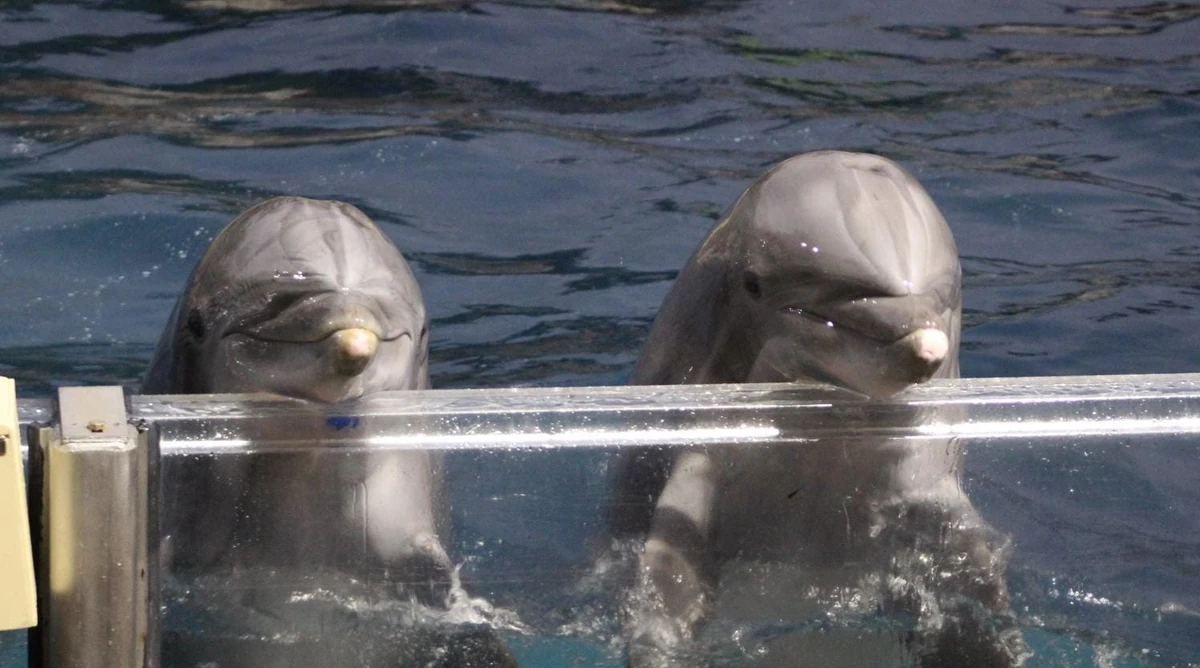 Bottlenose dolphin information | SeaWorld Marine Mammal Wiki | Fandom