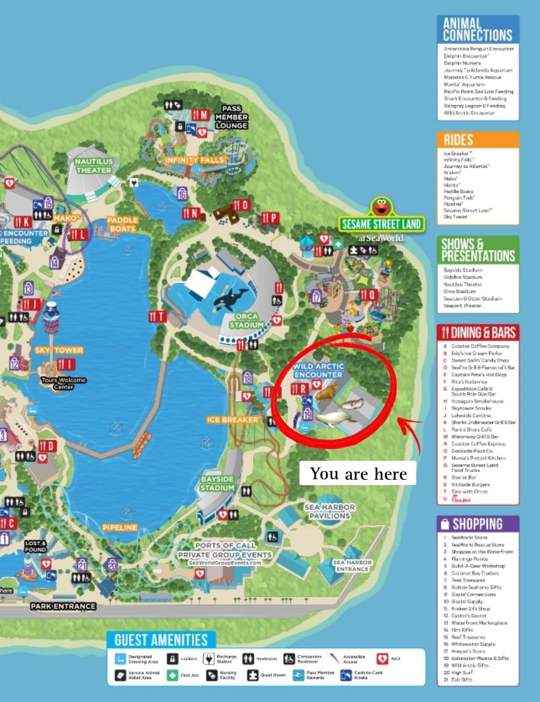 SeaWorld Orlando Belugas | SeaWorld Marine Mammal Wiki | Fandom