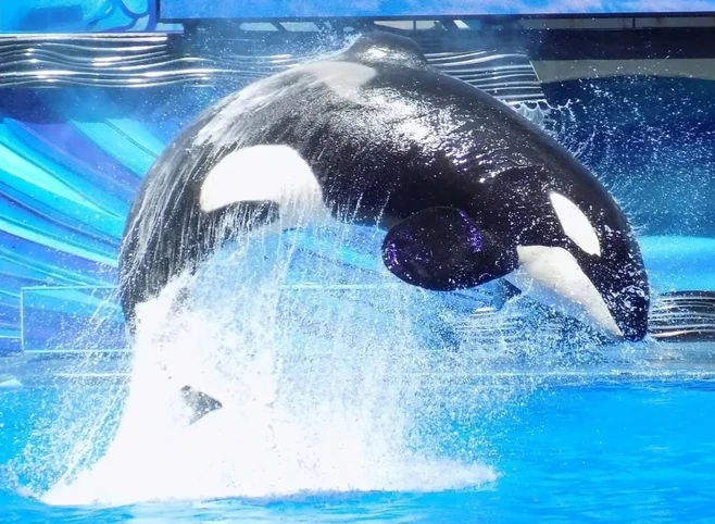 Makaio (SWO) | SeaWorld Marine Mammal Wiki | Fandom