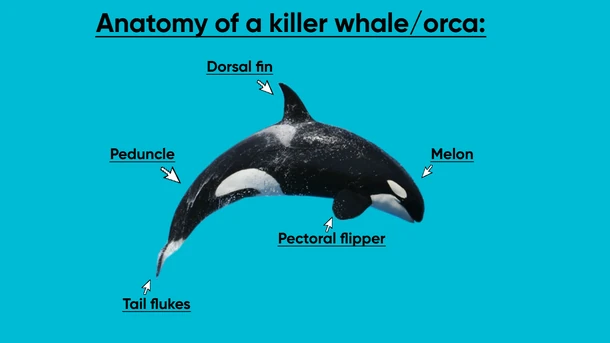 Orca information | SeaWorld Marine Mammal Wiki | Fandom