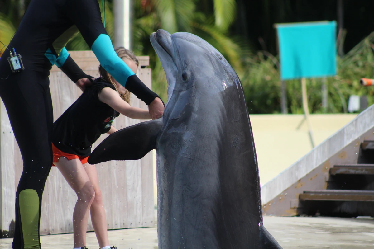 Scott (SWO) | SeaWorld Marine Mammal Wiki | Fandom
