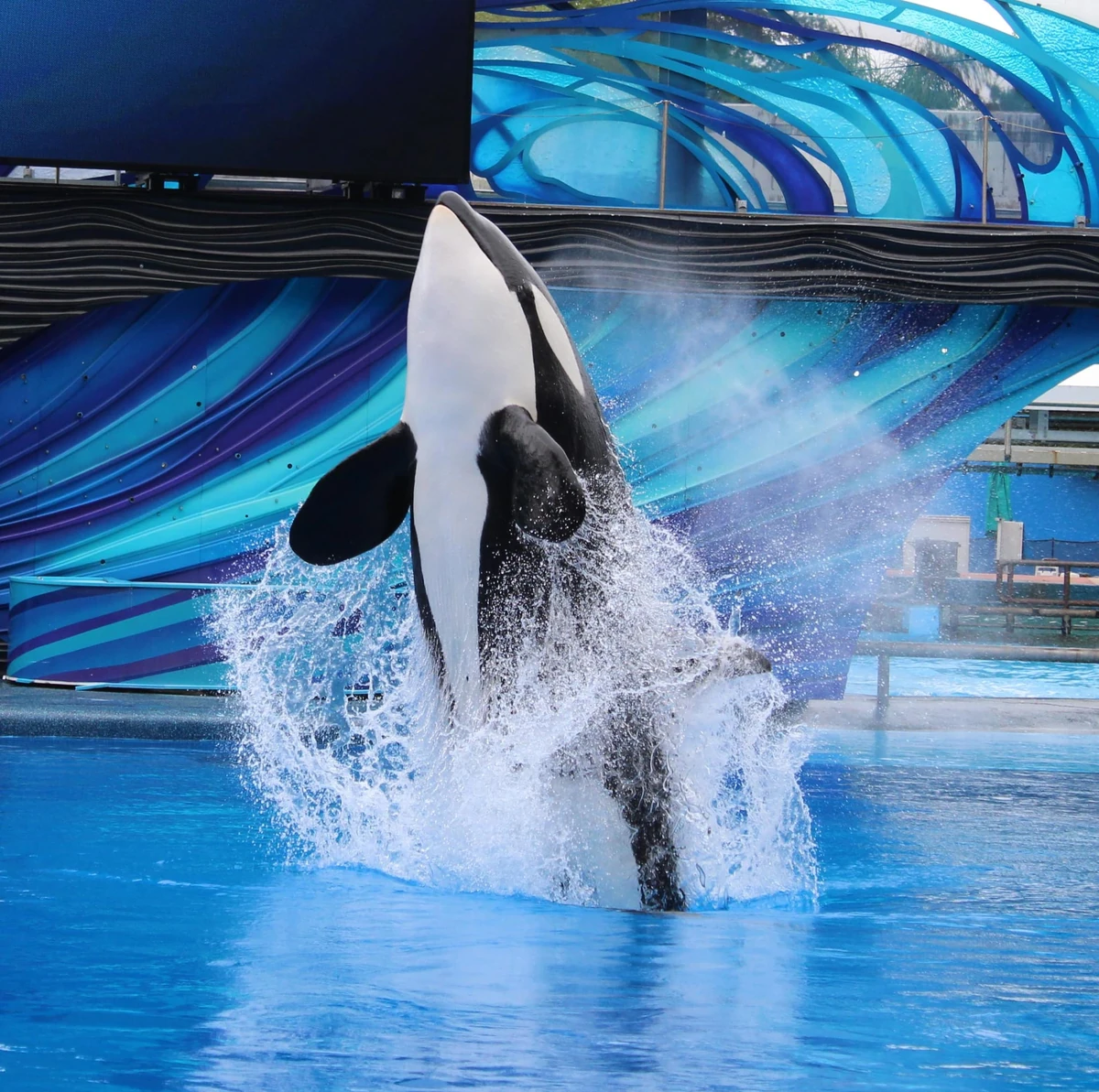 Orca information | SeaWorld Marine Mammal Wiki | Fandom