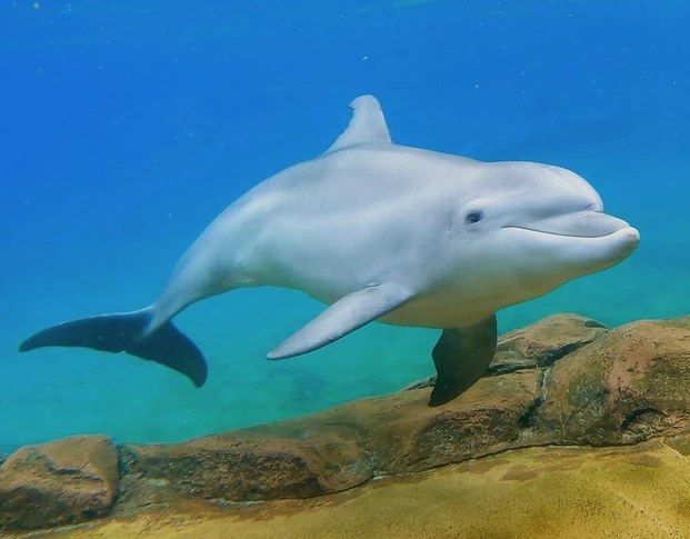 Moby (SWO) | SeaWorld Marine Mammal Wiki | Fandom