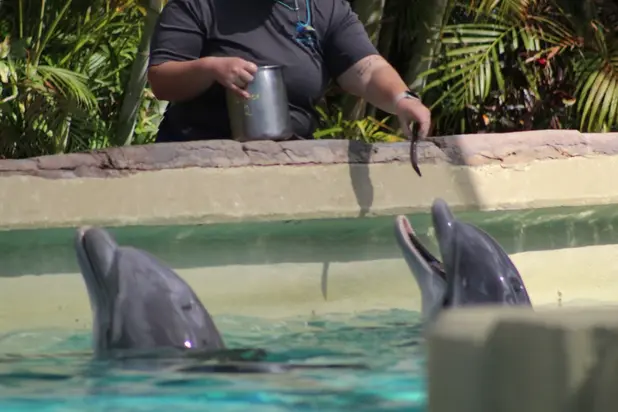 Vortex (SWO) | SeaWorld Marine Mammal Wiki | Fandom