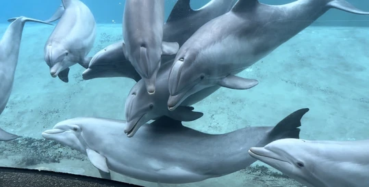 Kyla Photos | SeaWorld Orlando Dolphins Wiki | Fandom