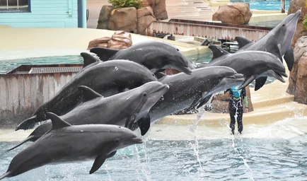 Tiger Photos | SeaWorld Orlando Dolphins Wiki | Fandom