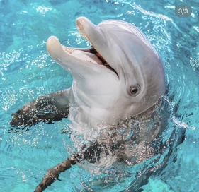 Apollo Photos | SeaWorld Orlando Dolphins Wiki | Fandom