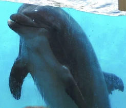 Starbuck Photos (2) | SeaWorld Orlando Dolphins Wiki | Fandom