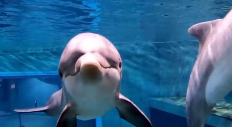 Apollo | SeaWorld Orlando Dolphins Wiki | Fandom