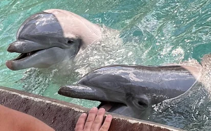 Alpha Photos | SeaWorld Orlando Dolphins Wiki | Fandom