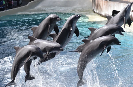 Tiger Photos | SeaWorld Orlando Dolphins Wiki | Fandom