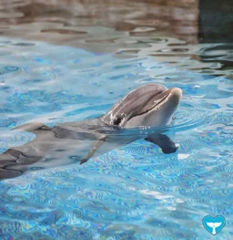 Apollo Photos | SeaWorld Orlando Dolphins Wiki | Fandom