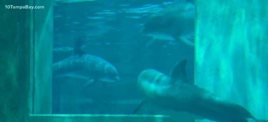 Apollo Photos | SeaWorld Orlando Dolphins Wiki | Fandom