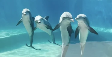 Archer Photos | SeaWorld Orlando Dolphins Wiki | Fandom