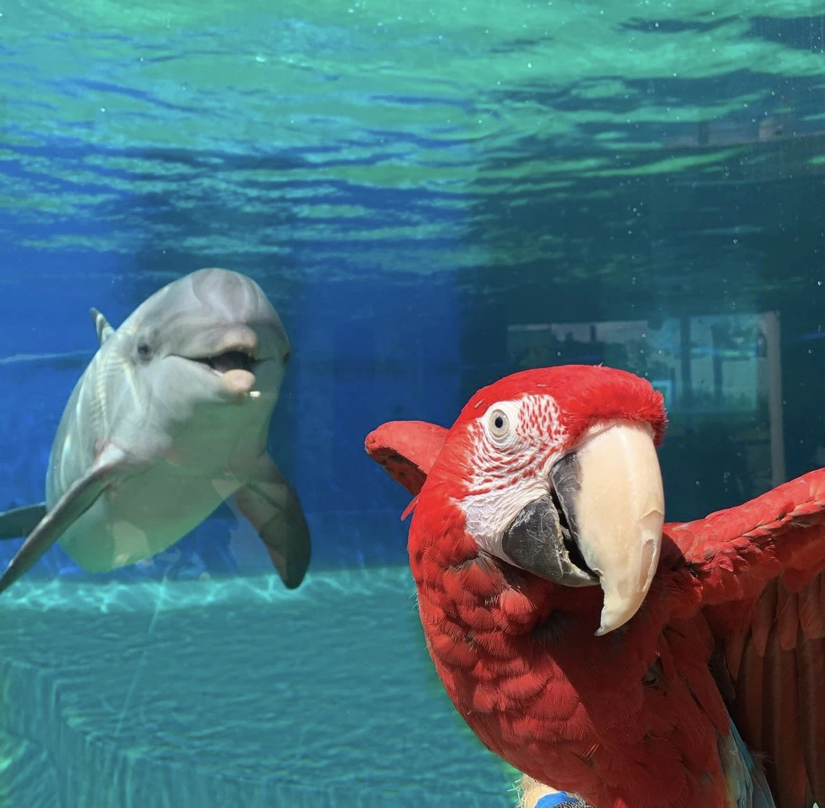 Nigel | SeaWorld Orlando Dolphins Wiki | Fandom