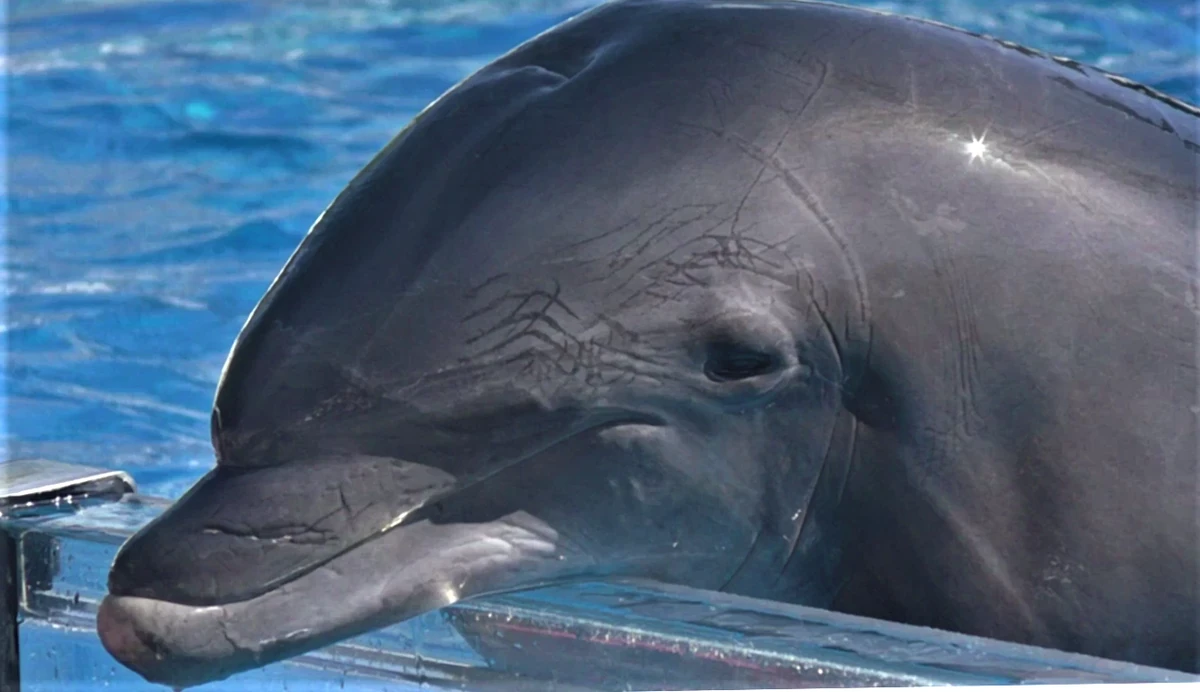 Phil Photos | SeaWorld Orlando Dolphins Wiki | Fandom