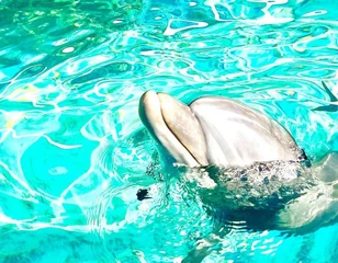 Apollo Photos | SeaWorld Orlando Dolphins Wiki | Fandom