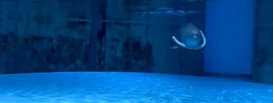 Apollo Photos | SeaWorld Orlando Dolphins Wiki | Fandom