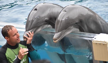 Tiger Photos | SeaWorld Orlando Dolphins Wiki | Fandom