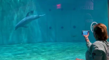 Apollo Photos | SeaWorld Orlando Dolphins Wiki | Fandom