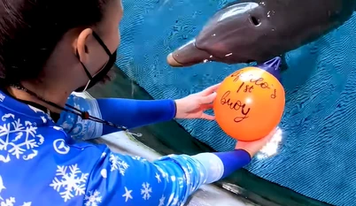 Apollo Photos | SeaWorld Orlando Dolphins Wiki | Fandom