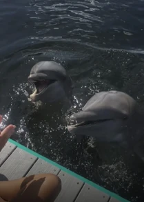 Axl Photos | SeaWorld Orlando Dolphins Wiki | Fandom