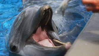 Alpha Photos | SeaWorld Orlando Dolphins Wiki | Fandom