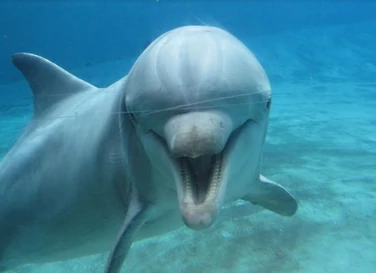 Alpha Photos | SeaWorld Orlando Dolphins Wiki | Fandom