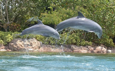 Kona | SeaWorld Orlando Dolphins Wiki | Fandom