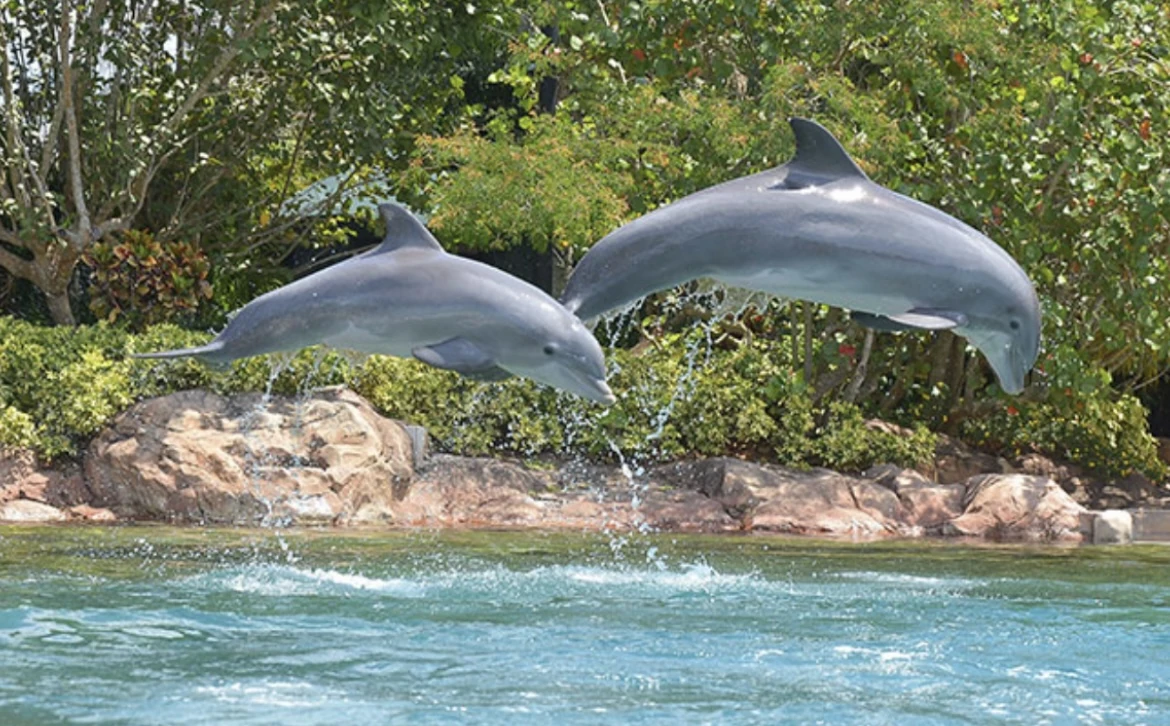 Kona Photos | SeaWorld Orlando Dolphins Wiki | Fandom