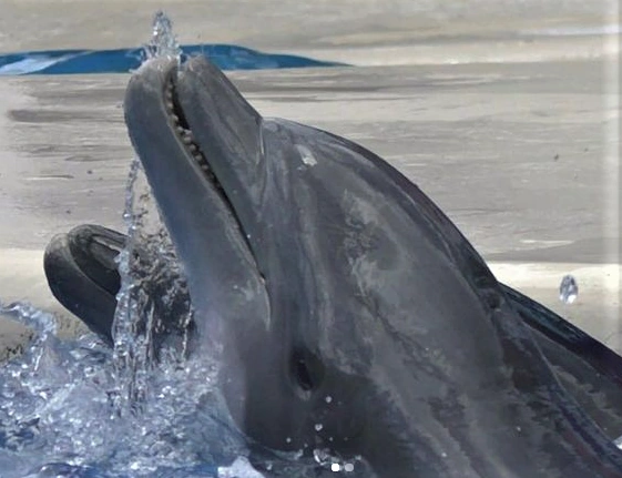 Bubba Photos | SeaWorld Orlando Dolphins Wiki | Fandom