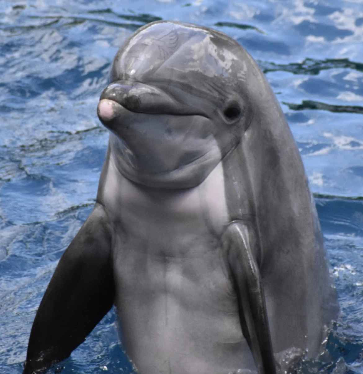 Scott | SeaWorld Orlando Dolphins Wiki | Fandom