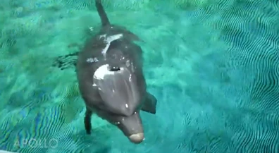 Apollo Photos | SeaWorld Orlando Dolphins Wiki | Fandom