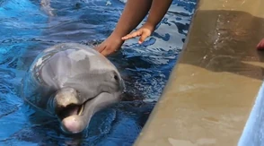 Alpha Photos | SeaWorld Orlando Dolphins Wiki | Fandom